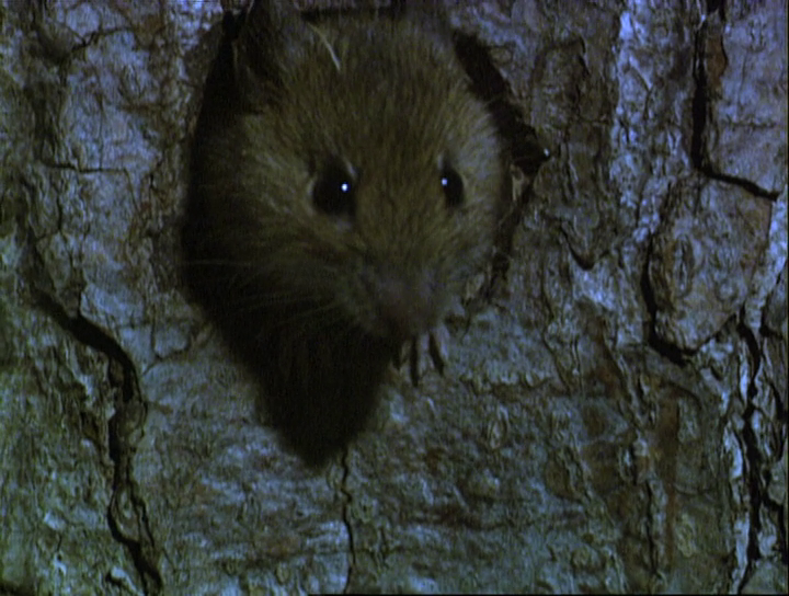 Safari Europa - Mus2.jpg | Det Danske Filminstitut